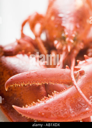 Cooked lobster detail FoodCollection Stock Photo - Alamy