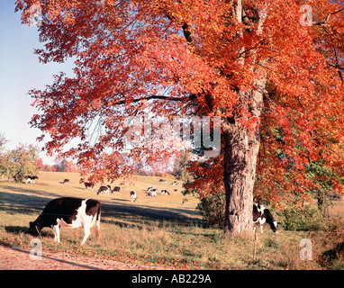 Holstein Grazing In New England Pasture at the Remick Country Doctor ...
