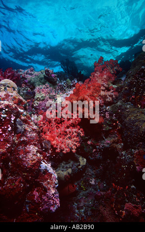 Corals in the Big Drop Off Ngemelis Wall Palau Micronesia Stock Photo ...