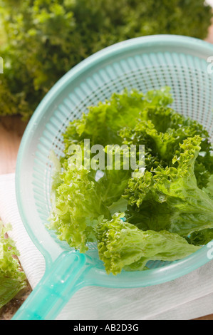 Lollo biondo in plastic strainer overhead view FoodCollection Stock ...