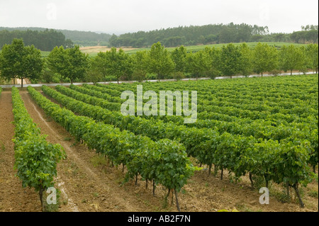 Fields of grape vineyards at Quintas da Vassala Vala Nova Vineyard in ...