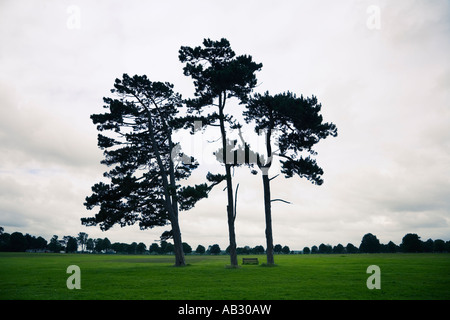 Pine Trees on Durdham Down. Bristol. UK. Clump of Pine Trees know as ...