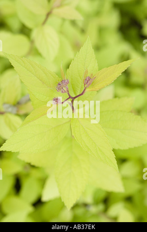 Beauty Japanese small fresh color toning Nikon Park outside shot plum ...