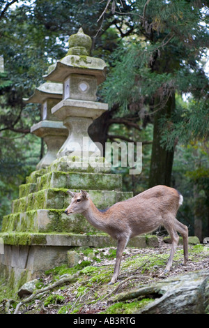 Deer in the Kasuga Grand Shrine, Nara Park Area. In here, the deers are ...