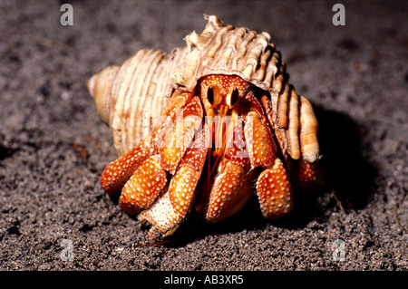 Hermit crab hiding in shell on beach Stock Photo - Alamy