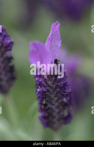 LAVENDER STOECHAS FAT HEAD Stock Photo - Alamy