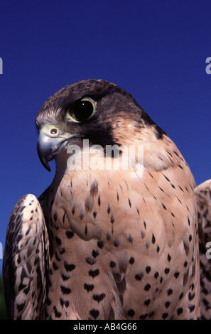 Peregrine falcon preening Stock Photo - Alamy