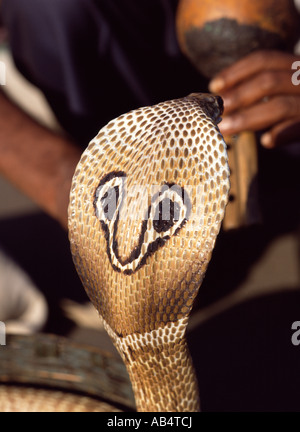 Snake charmer, Bombay Mumbai, maharashtra, India, Asia Stock Photo - Alamy
