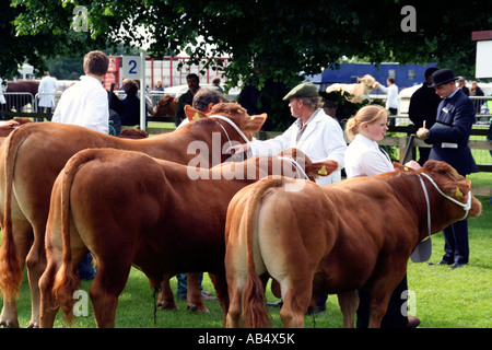 Prize winning Beef Cattle being judged at an agricultural show in ...
