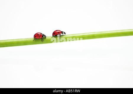 Two ladybirds crawling along tulip stem stalk Stock Photo - Alamy