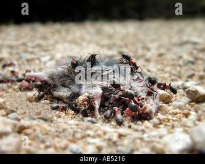 corpse of a mouse is manufactured by ants Stock Photo - Alamy