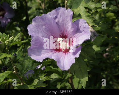 Blue Hibiscus, Hibiscus syriacus 'Blue Bird', Malvaceae, Asia. Aka Rose ...