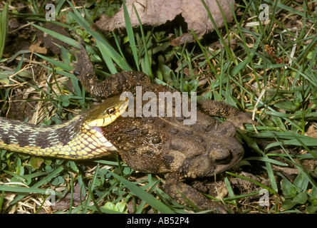 Common garden snake eating a captured toad Stock Photo - Alamy