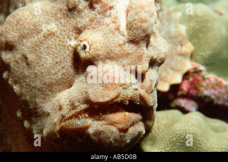 Commerson s frogfish Antennarius commersoni Palea Point Oahu Hawaii N ...