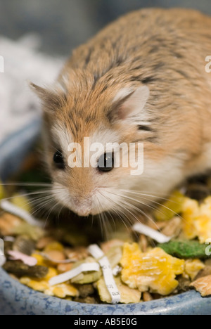 Golden Hamster (Mesocricetus auratus) being fed by a girl Stock Photo ...