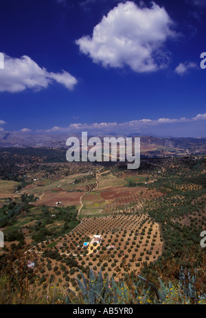 Overview of Olive Orchards, Andalucia, Spain Stock Photo - Alamy