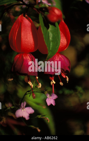 Close up delicate red flowers of Chaenomeles japonica shrub, commonly ...