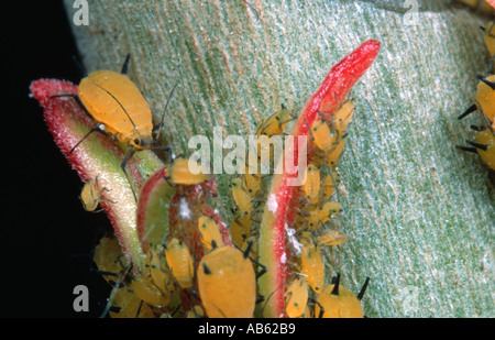 Yellow plant lice Homopteran Aphids Stock Photo - Alamy