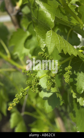 new Thompson seedless grapes Stock Photo - Alamy