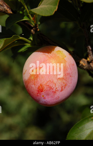 Santa Rosa Plum Prunus salicina almost ready for harvest Stock Photo ...