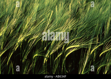 Field of Two rowed barley of Hordeum distichon with tractor tramlines ...