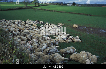 Foot and Mouth Disease. Sheep are culled in Yorkshire during the 2001 ...