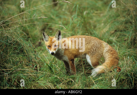 Red fox (Vulpes vulpes) standing on woodpile / pile of firewood at edge ...