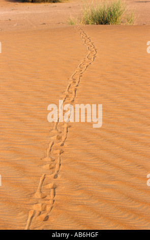 Oryxes or Arabian antelopes in the Desert Conservation Reserve near ...