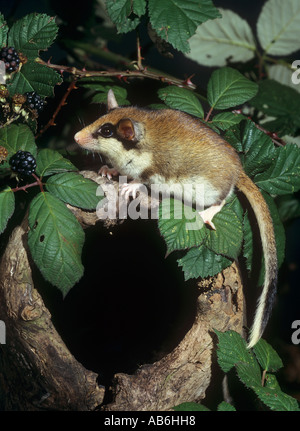 Garden Dormouse (Eliomys quercinus) on a pear tree branch Stock Photo ...