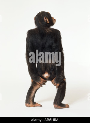Chimpanzee - standing - cut out Stock Photo - Alamy