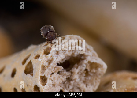 BISCUIT BEETLE Stegobium paniceum Household pest Stock Photo - Alamy
