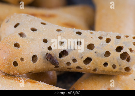 drugstore beetle, drug store weevil, biscuit beetle, bread beetle ...