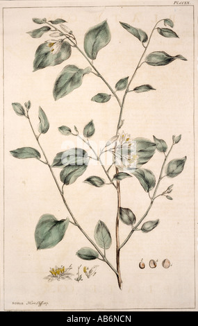 Gum benjamin tree, Styrax benzoin (Benzoin officinale). Handcoloured ...