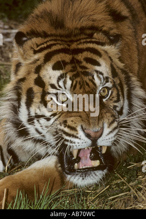 A Tiger at Zoo felis tigris Stock Photo: 31389809 - Alamy