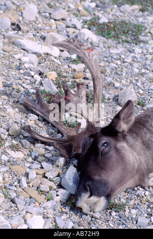 A dead, decaying body and head of a North American coyote (Canis ...