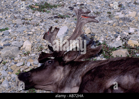 A dead, decaying body and head of a North American coyote (Canis ...