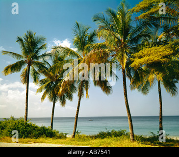 coconut palm trees Stock Photo - Alamy