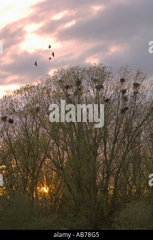Rooks or crows flying around a rookery in a wood in stormy weather ...