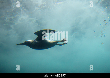 Common murre, Uria aalge, dive into the ocean Stock Photo - Alamy