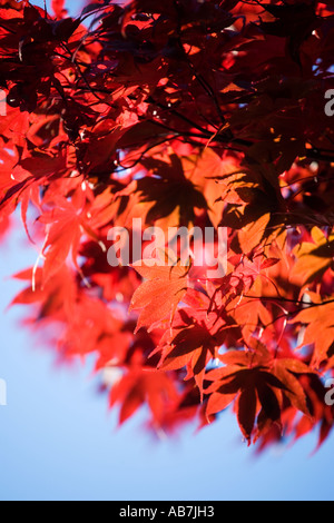 Brilliant autumn maple leaf cluster showing deep reds and greens in ...