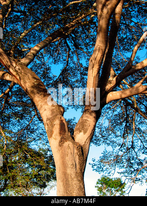 Hymenaea courbaril, jatoba tree Stock Photo: 66744842 - Alamy