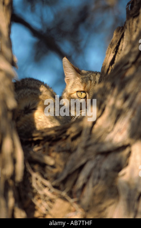 African Wildcat (felis sylvestris lybica) walking in the Kalahari ...