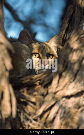 African Wildcat (felis sylvestris lybica) stalking a prey in the ...