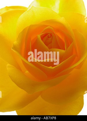 rose (Rosa spec.), cutted out Stock Photo - Alamy