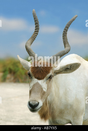 Addax antelope close up photo of head and eyes Stock Photo - Alamy
