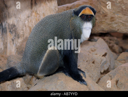 De Brazza's monkey (Cercopithecus neglectus) Captive Stock Photo - Alamy