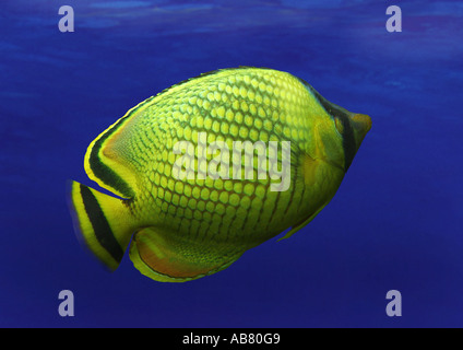 Side view of a Blackback Butterflyfish, Chaetodon melannotus, isolated ...