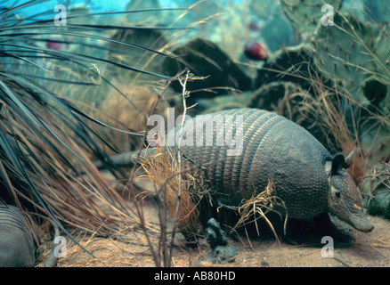 Nine-banded armadillo (Dasypus novemcinctus), also known as a common ...