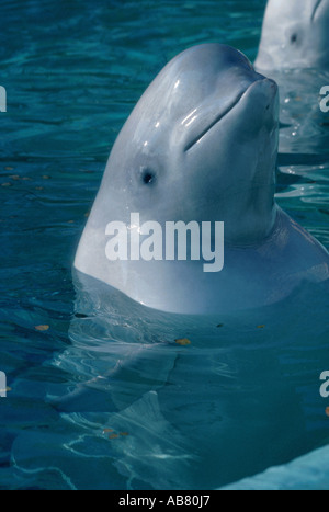 Head of beluga or white whale Delphinapterus leucas with mouth open ...