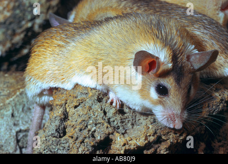 Egyptian Spiny Mice (Acomys cahirinus cahirinus). Side and rear views ...